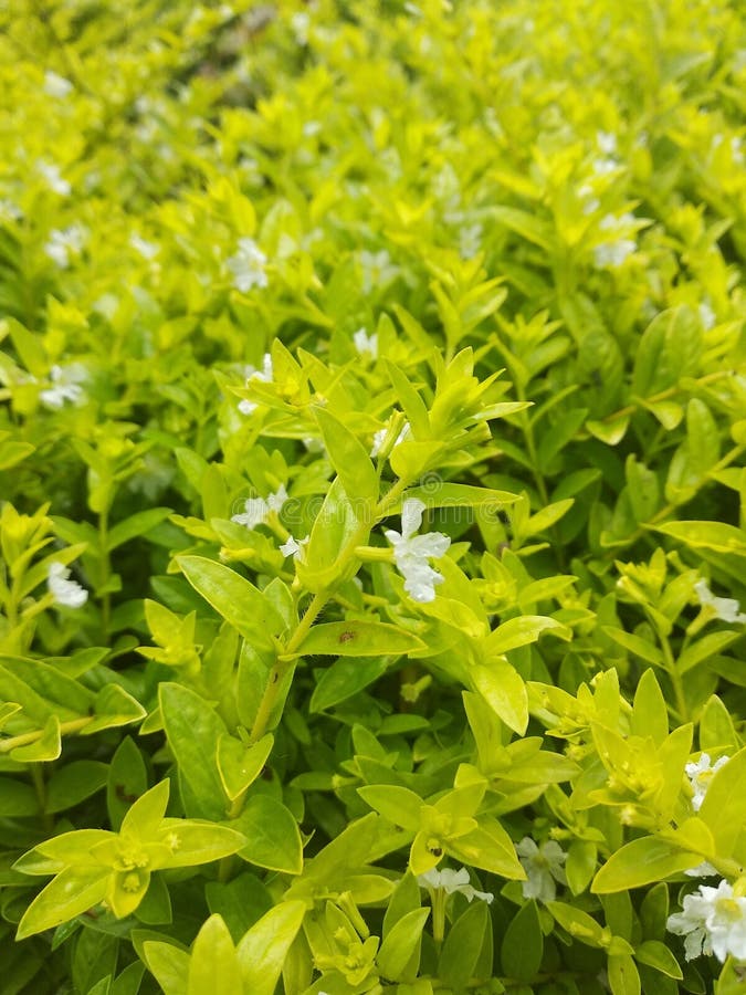 Natural Tree of Botani Garden Stock Image - Image of botanic, garden ...