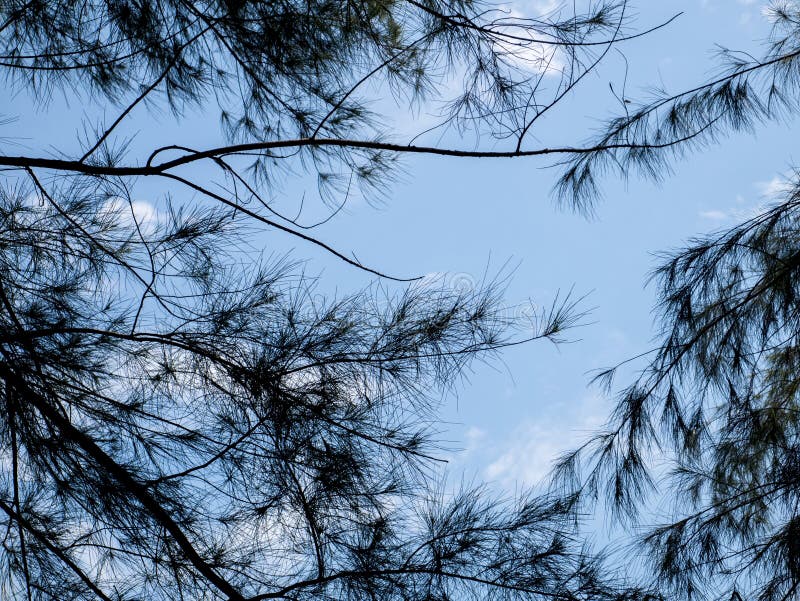 Natural Tree Branches Against Blue Sky Stock Image - Image of pine ...