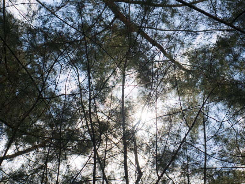 Natural Tree Branches Against Blue Sky Stock Image - Image of branch ...