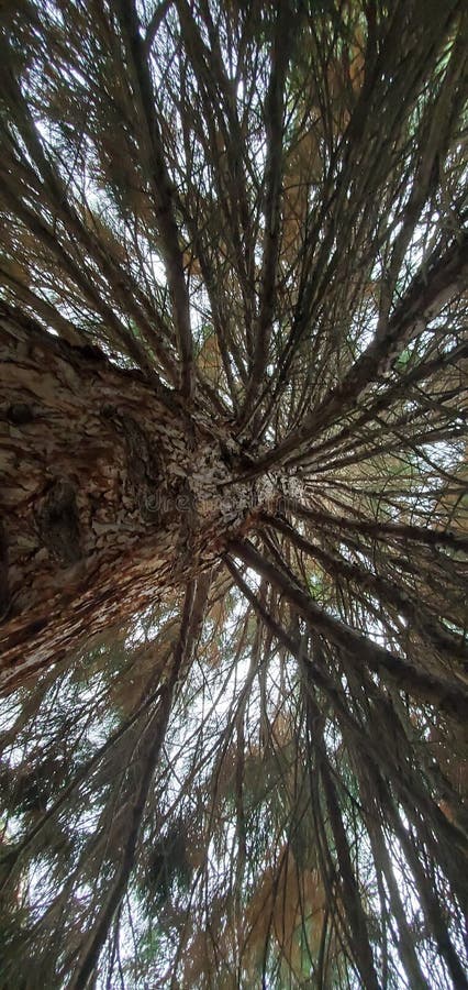 Natural stock image. Image of neat, natural, tree, branches - 161635699