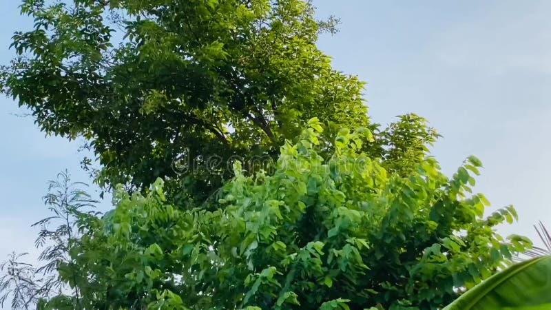 Movement of Natural Tree Bush Stock Video - Video of nature, tropical ...