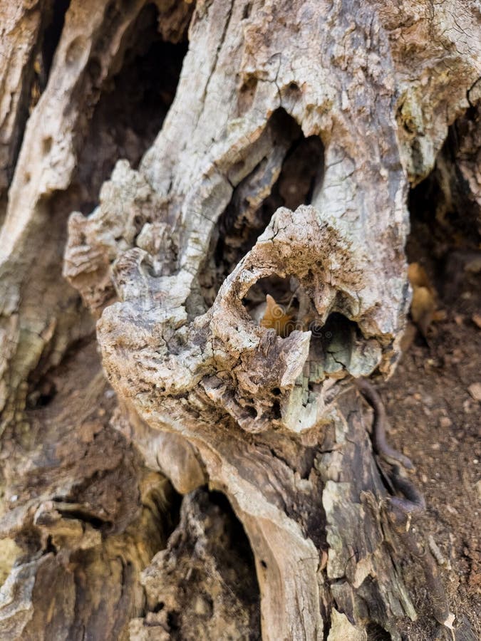 Natural Tree Close Up Growth Stock Image - Image of round, untouched ...