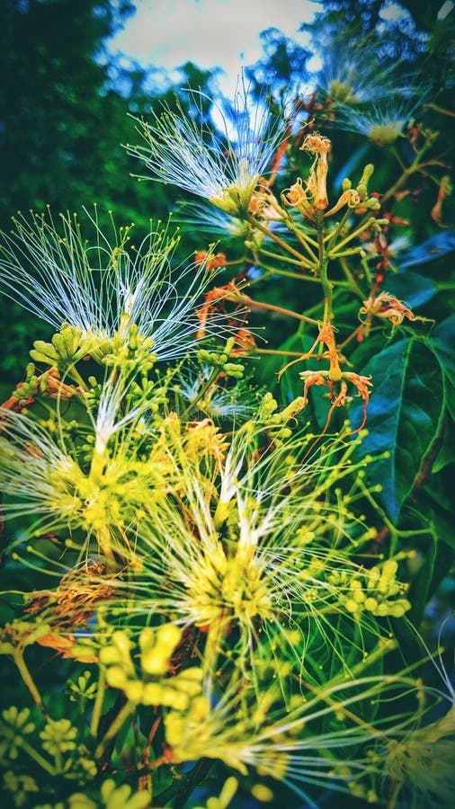 Natural tree flo.... stock photo. Image of autumn, grass - 252716412
