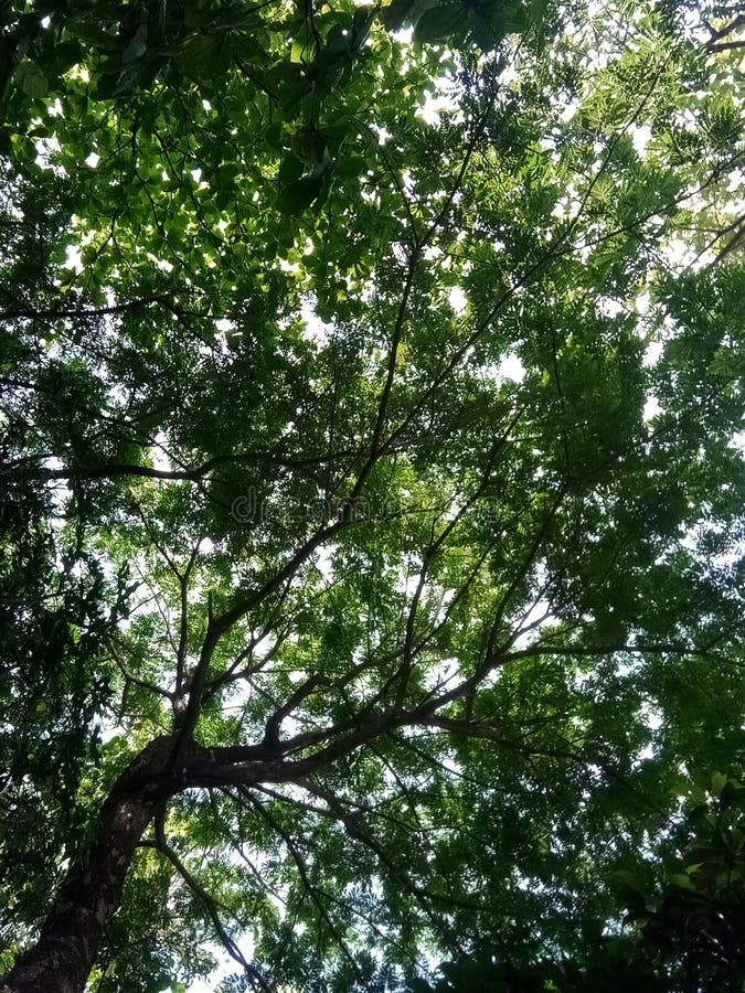 Natural Tree with Green Leaf at the Sky Stock Image - Image of green ...