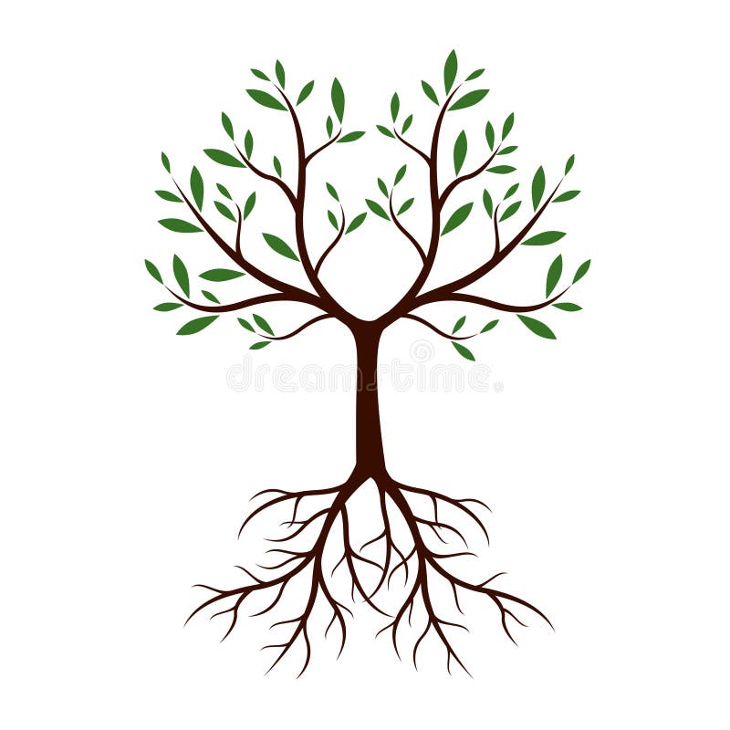 Natural Tree with Leaves and Roots. Vector Illustration. Stock Vector ...