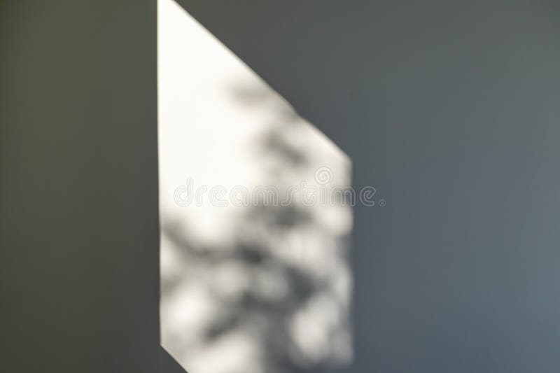 Natural Tree Leaves Shadow Drop on Window Background Stock Photo ...