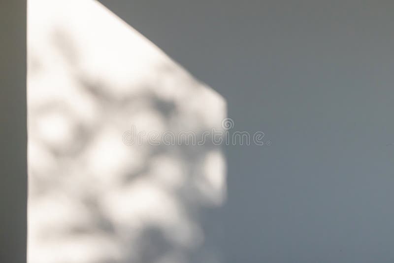 Natural Tree Leaves Shadow Drop on Window Background Stock Image ...