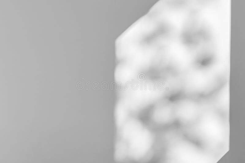 Natural Tree Leaves Shadow Drop on Window Background Stock Photo ...