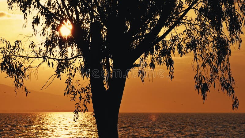 Natural Tree Leaves in Sunset Light Stock Video - Video of beautiful ...