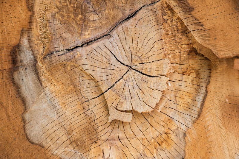 Natural Tree Pattern Wood Texture Stock Photo - Image of timber, bark ...
