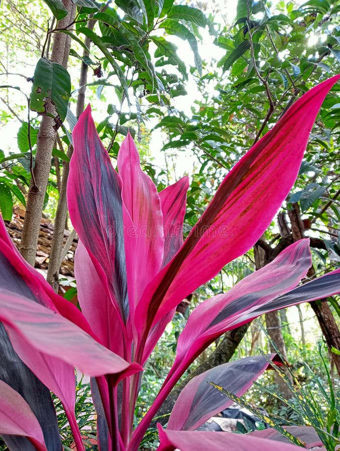 Natural Tree in Pink Colour Stock Photo - Image of natural, petal ...