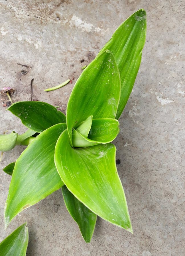 Natural Tree Plant in the Roof Garden, Stock Image - Image of petal ...