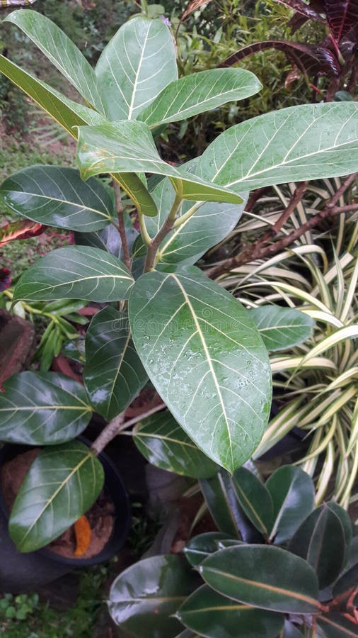 Natural Tree. Planted in a Pot. this is a Kind of Nuga Plant . Stock ...