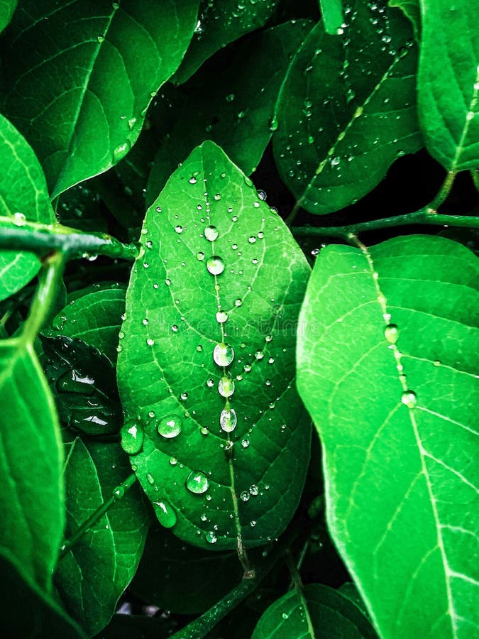 Natural Tree Rain Water Drop Stock Photo - Image of tree, rain: 211599036