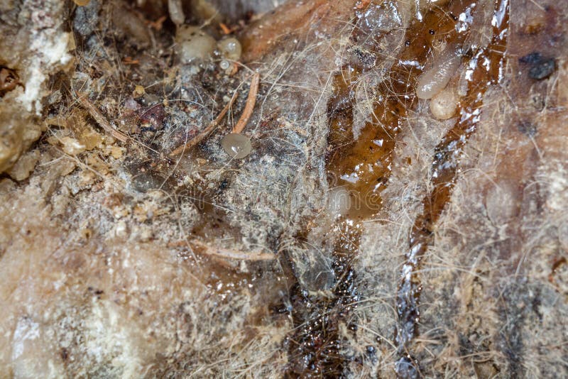 Natural tree resin on tree stock image. Image of nature - 246847637