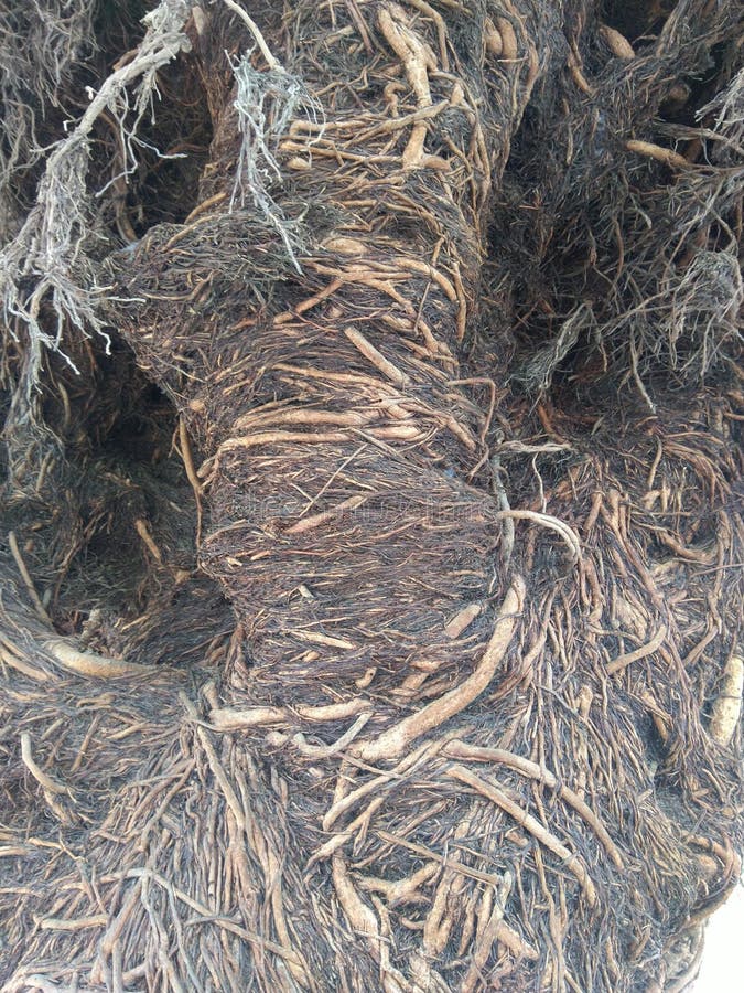 Natural tree roots stock photo. Image of tree, birds - 152608398