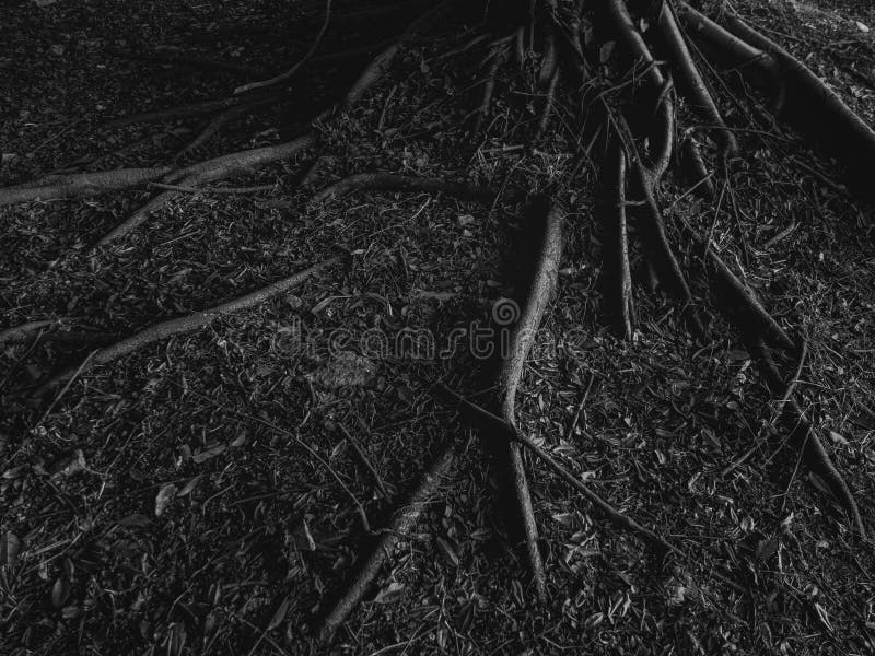 Natural tree roots stock photo. Image of natural, growth - 313337742