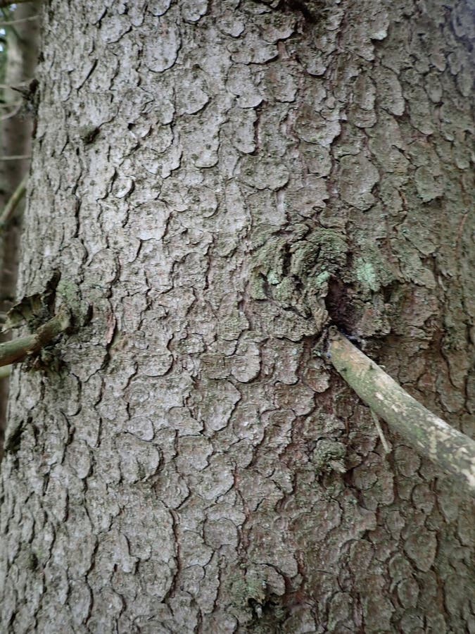 Natural Tree Skin Texture in a Wood Stock Image - Image of protection ...