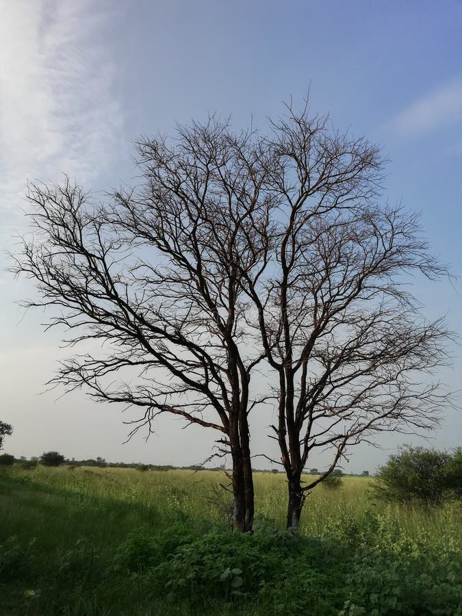 Natural tree stock photo. Image of natural, tree, seed - 134675240
