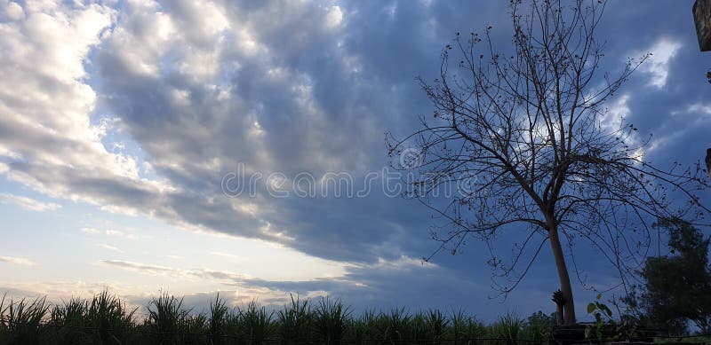Natural Tree Sky Badal Magical Stock Photo - Image of tree, badal ...