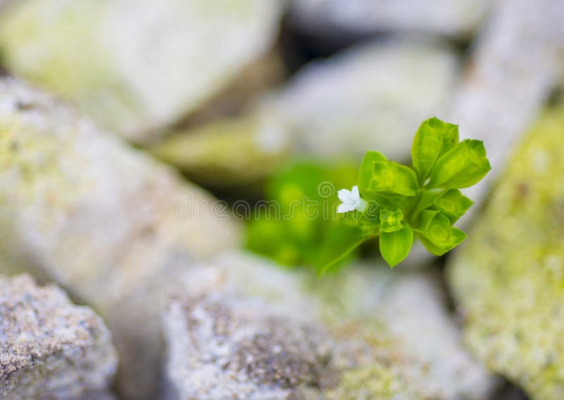 Natural Tree Survival in an Often Hostile Environment Stock Image ...