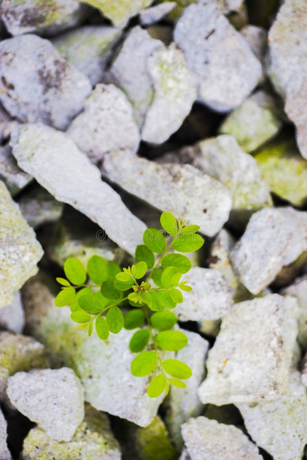 Natural Tree Survival in an Often Hostile Environment Stock Image ...