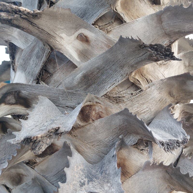 Natural Tree Trunk Close Up Stock Image - Image of tree, trunk: 226042653