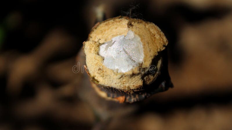 Natural Tree Trunk Fracture Stock Photo - Image of plant, white: 194624434