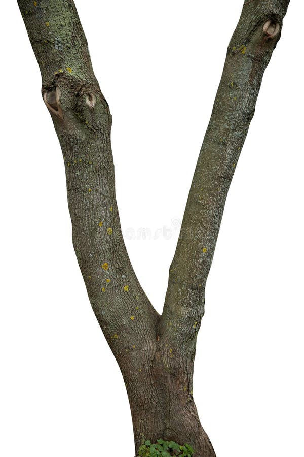 Set of Natural Tree Trunks Isolated on White Background Stock Image ...