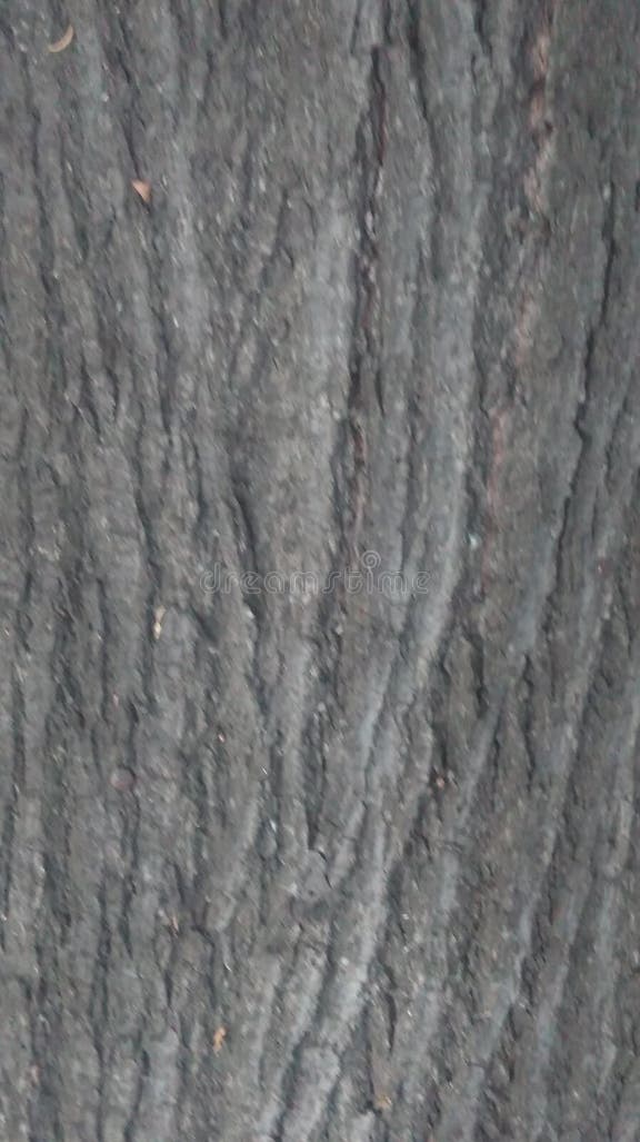 Natural tree trunk stock image. Image of background - 318835035