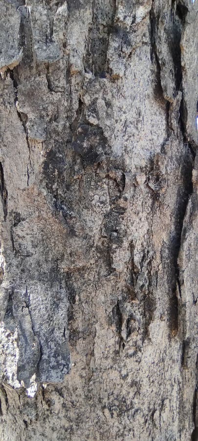 Natural Tree Trunk Pattern Background in Grey Stock Photo - Image of ...