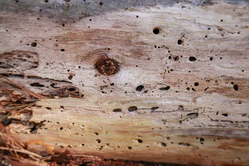 Natural Tree Trunk Surface with Holes Full Frame Backgound Stock Image ...