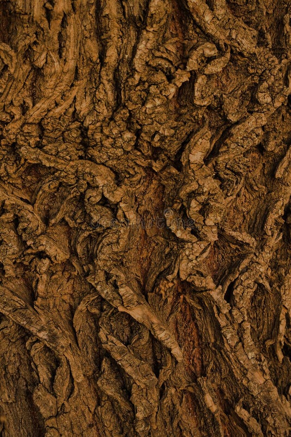 Natural Tree Trunk Texture. Copy Space for Text Stock Photo - Image of ...