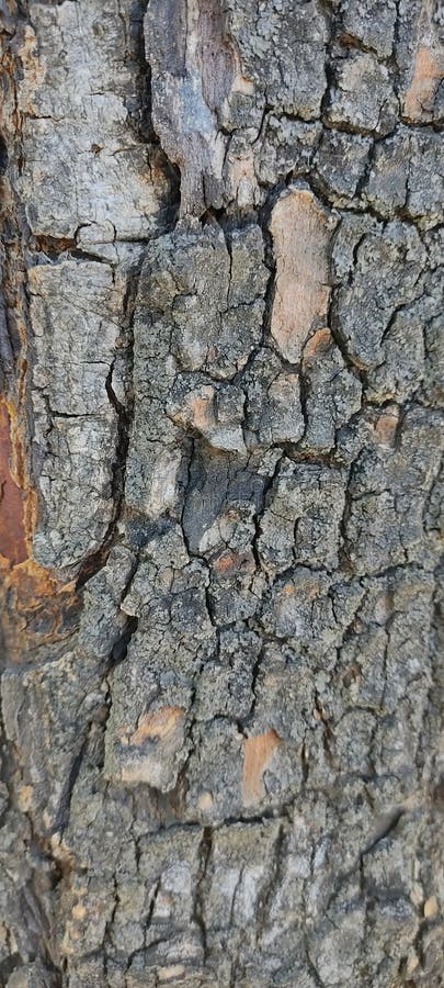 Background of Natural Tree Trunk Texture Patterns Stock Image - Image ...