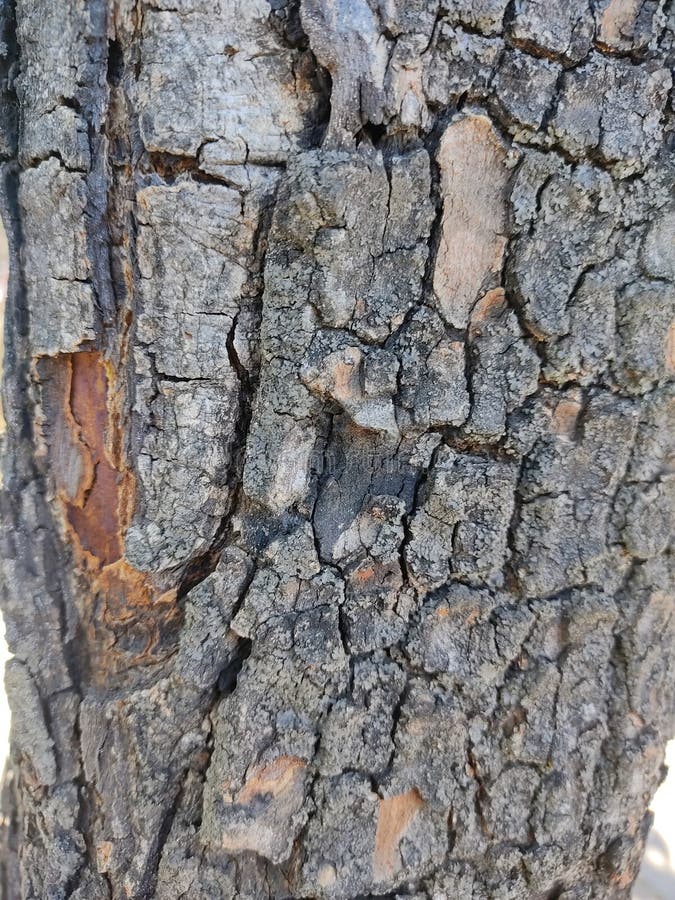 Natural Tree Trunk Texture Pattern Background Stock Image - Image of ...