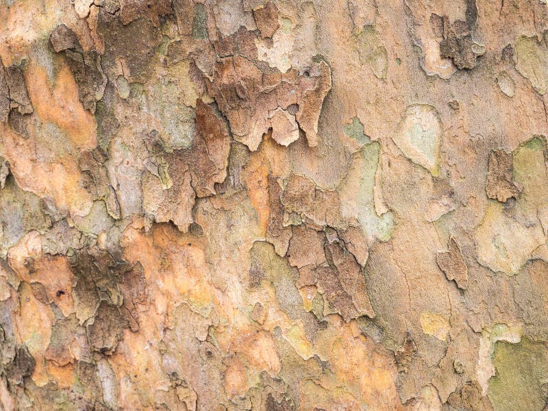 Natural Tree Trunk Wood Texture and Macro Background with Tree Trunk ...