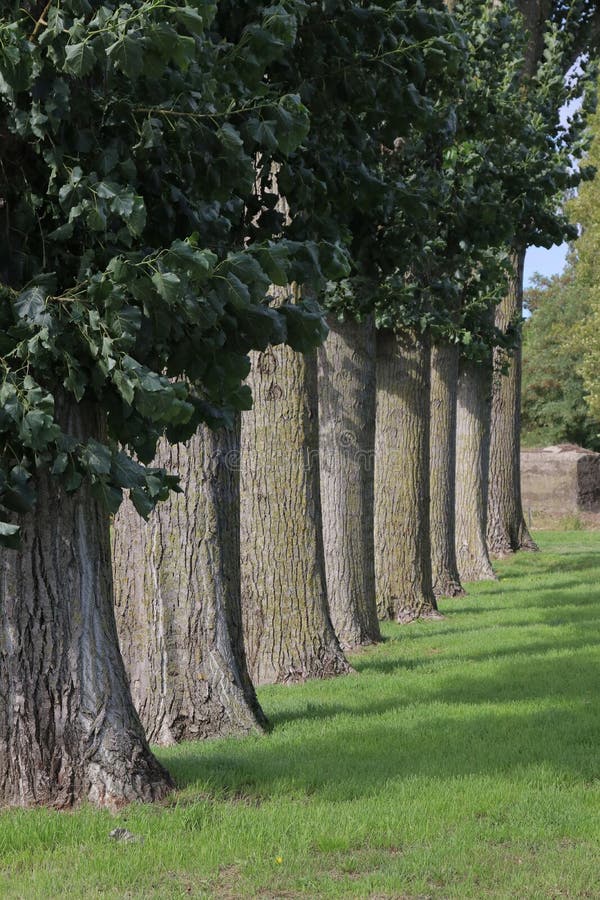 Natural Tree Trunks of Poplar in a Countryside Stock Image - Image of ...