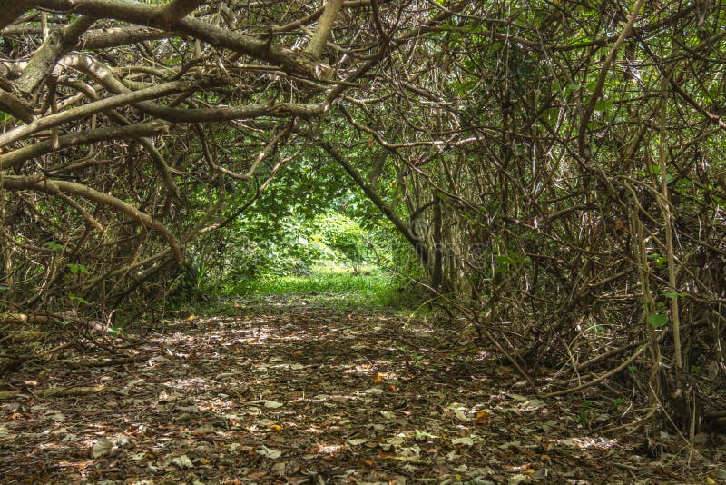 Natural tree tunnel stock image. Image of branch, sunlight - 254558899