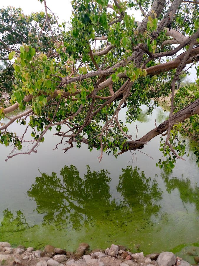 Natural,tree and water stock photo. Image of woodland - 360443234