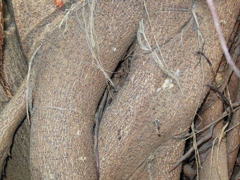 Natural Trees Abstract stock photo. Image of abstract - 117875158