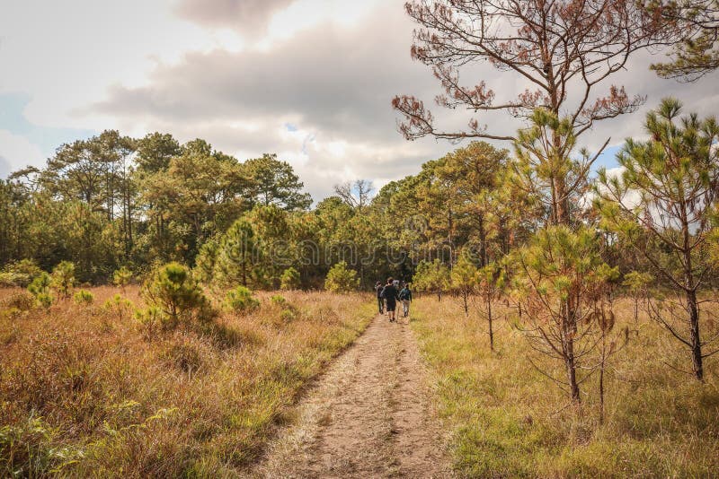 Natural Trees in the Deep Forest Stock Image - Image of deep, landscape ...