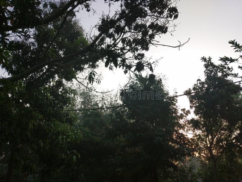 Natural Trees and Good Weather Sun Stock Photo - Image of natural ...