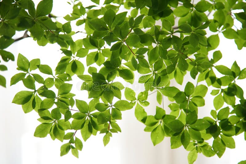 Natural trees stock image. Image of herb, deciduous - 290115151