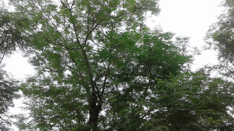 Natural trees stock image. Image of gorgeous, green - 123060397