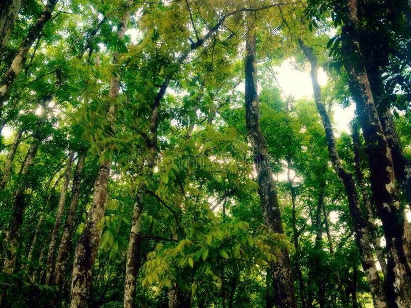 Natural trees stock photo. Image of trees, environment - 99049968