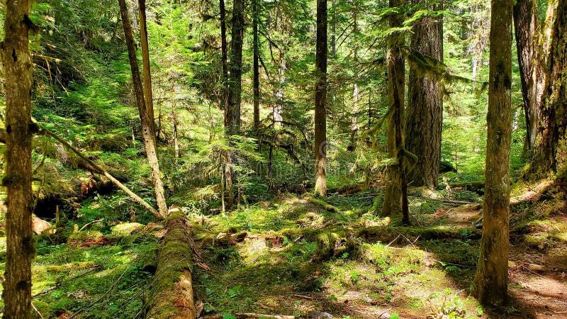 Natural trees oregon stock image. Image of deciduous - 226348385