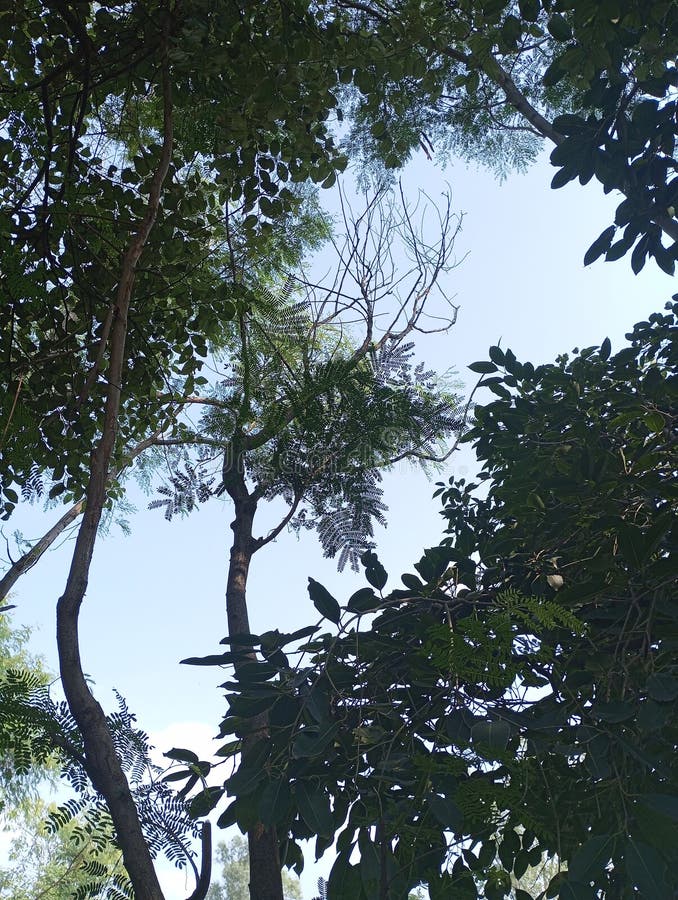 Natural trees & sky stock image. Image of plant - 336757745