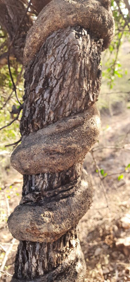 Big Trees with Wrapped Roots Lay on the Ground Stock Photo - Image of ...