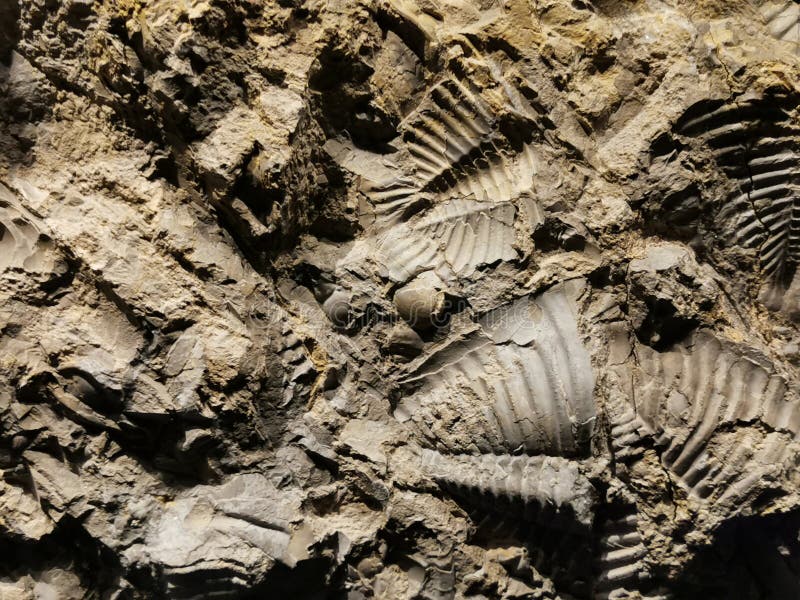 Natural trilobite texture stock photo. Image of shell - 281536232