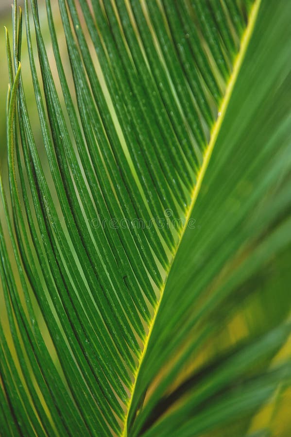 Natural Tropical Texture Background of Palm Leaf Stock Image - Image of ...